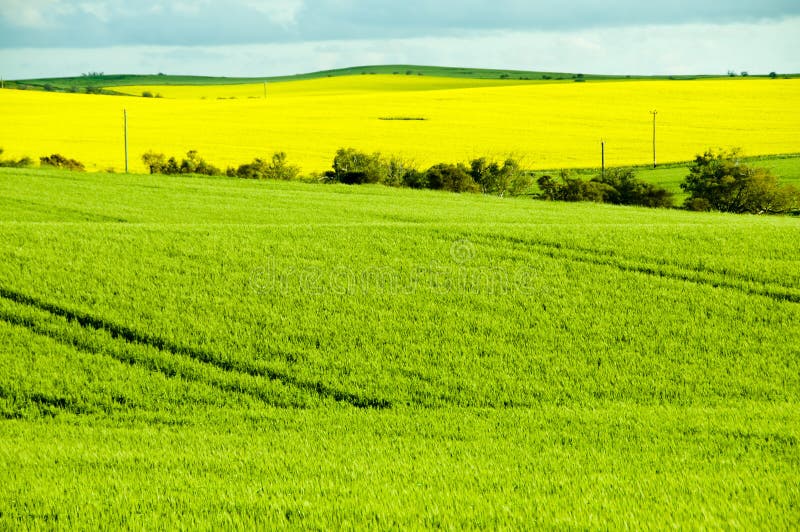 Rapeseed & Wheat Fields Stock Photo - Image of farm, wheat: 124585330