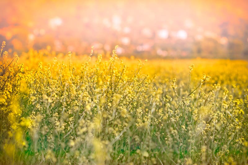 Rapeseed - yellow flower stock photo. Image of colorful - 37796810