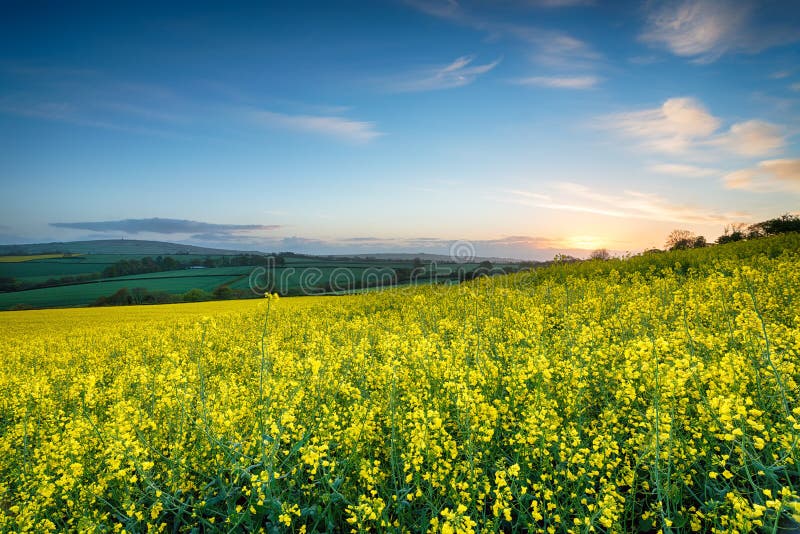 Rapesseed Fields stock image. Image of europe, green - 54856253
