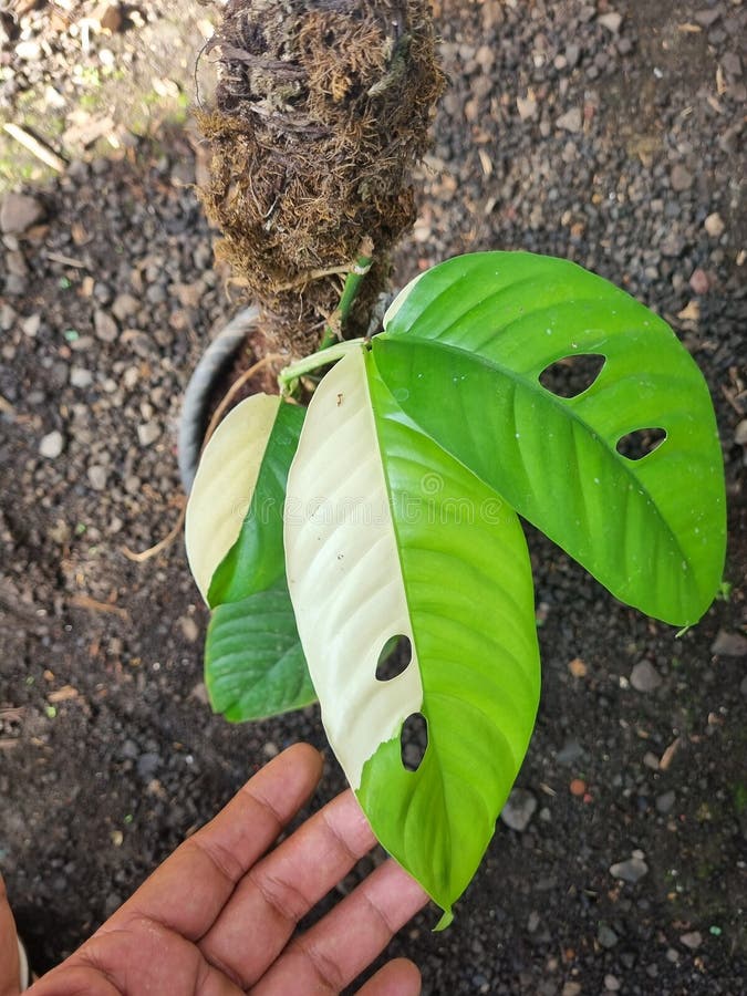 Raphidophora Puberula Stock Photos - Free & Royalty-Free Stock Photos ...