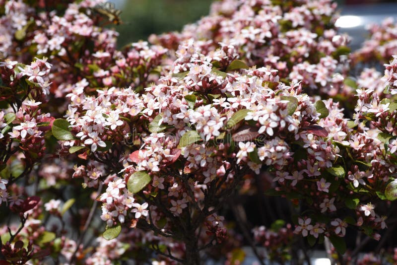 Raphiolepis Umbellata Blossoms Stock Photo - Image of hedge, hawthorn ...