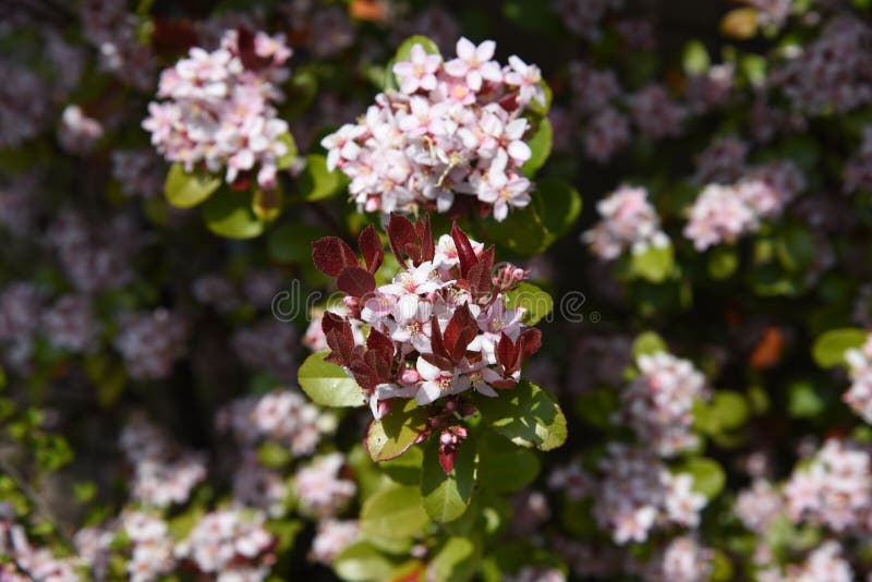 Raphiolepis Umbellata Blossoms Stock Photo - Image of petal, nature ...