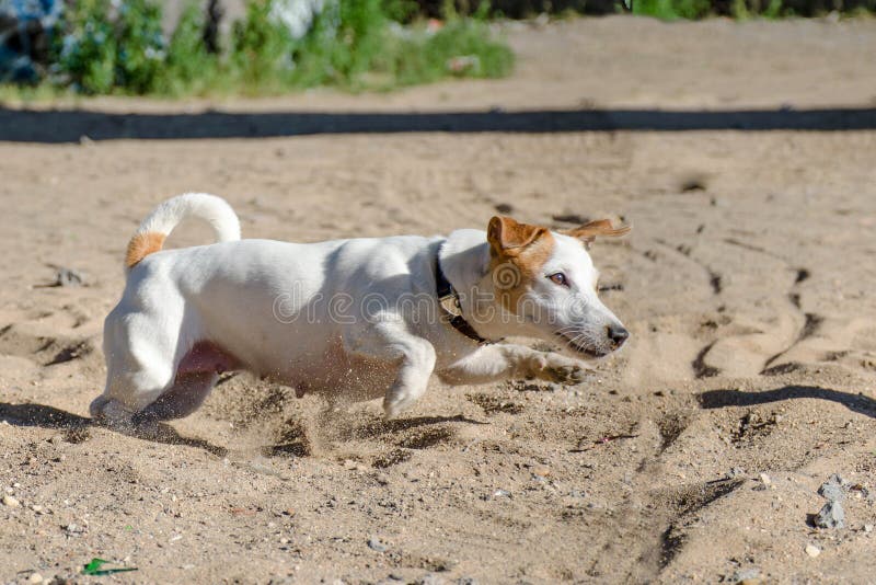 Rapid dog stock image. Image of nose, sand, portrait - 72446577
