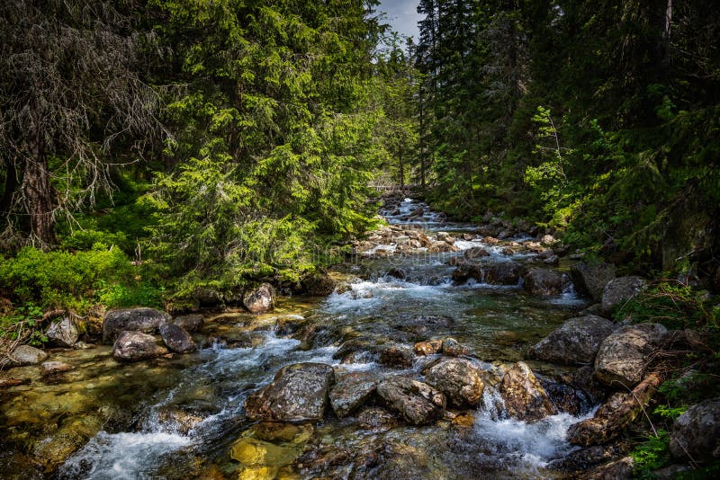 Rapid Mountain River and Coniferous Alpine Forest. Stock Image - Image ...