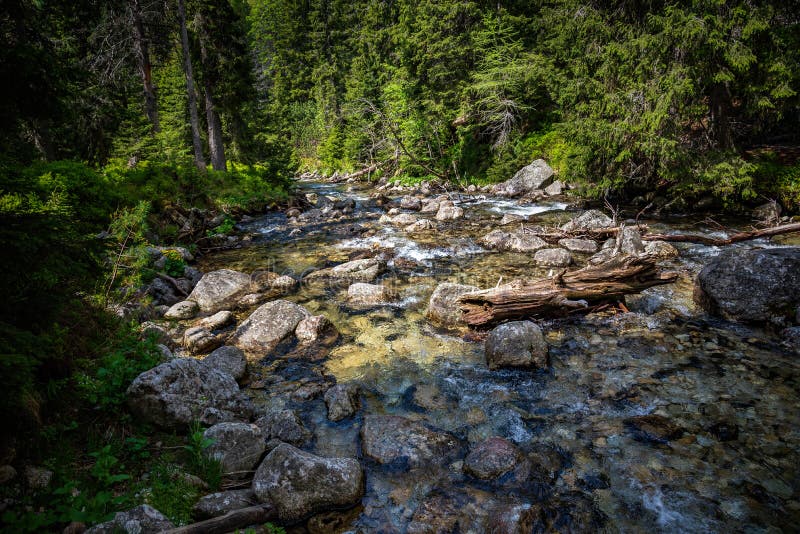 Rapid Mountain River and Coniferous Alpine Forest. Stock Image - Image ...