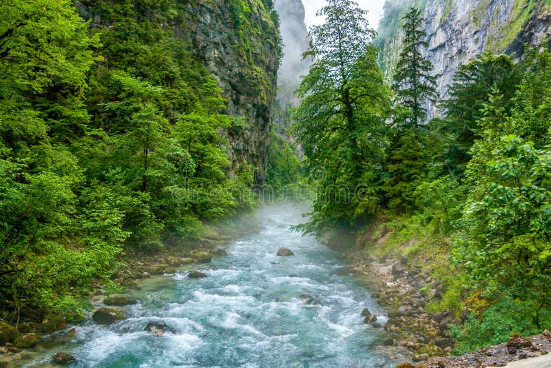 Rapid Mountain River Flowing in the Forest Stock Image - Image of flow ...
