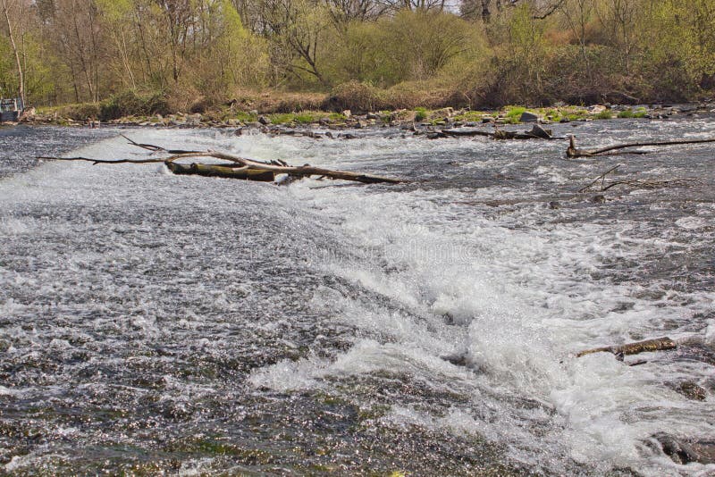 Rapid River Flow Carrying Away Tree Branches Stock Image - Image of ...