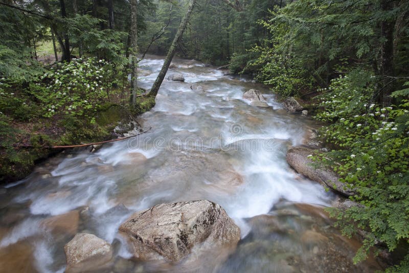 Rapid stream stock photo. Image of stream, spring, white - 12125778