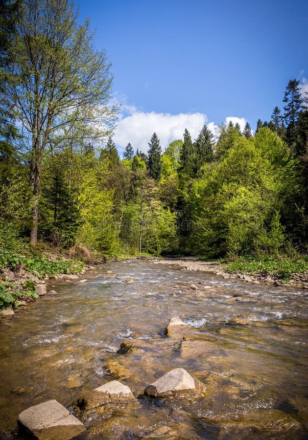Rapid stream in a forest stock photo. Image of green - 54147234