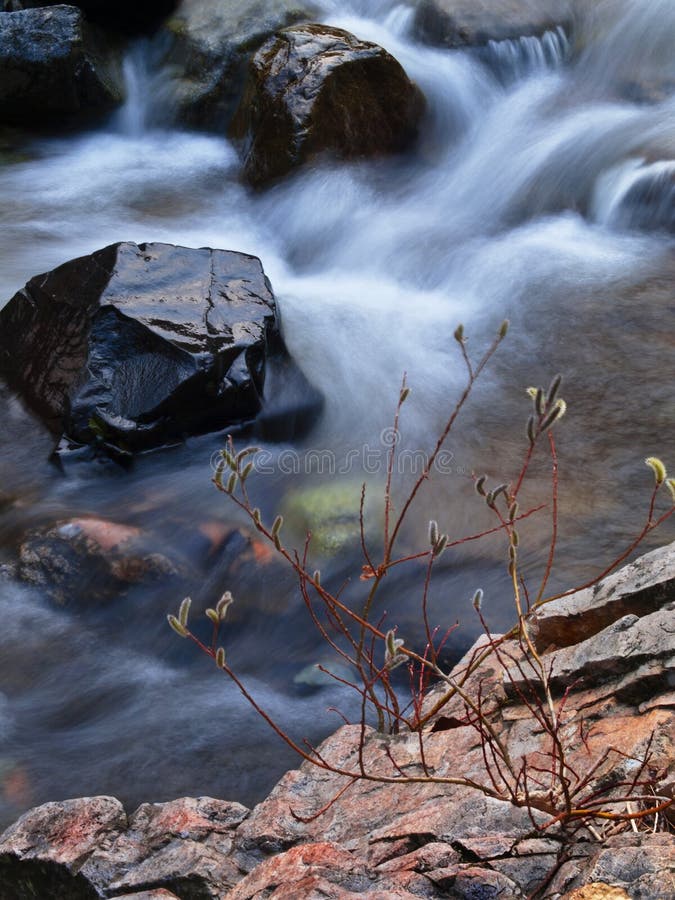 Rapid Stream with Rocks and Willow Stock Photo - Image of season, rapid ...