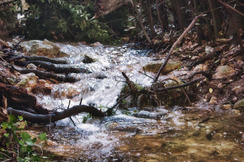 A Rapid Stream Running through a Forest with Trees Stock Image - Image ...