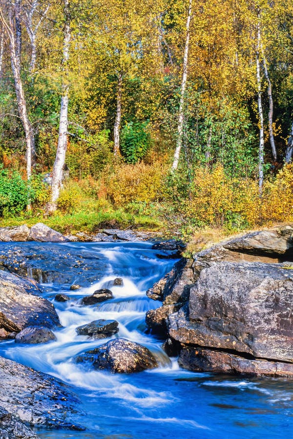 Rapid Stream with Running Water in a Birch Forest at Autumn Stock Photo ...