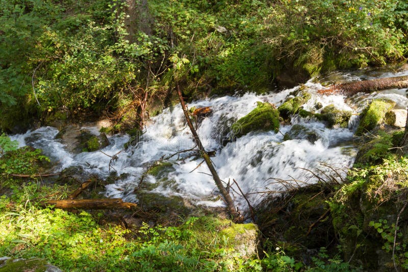 Rapid stream in the woods stock image. Image of colors - 78106425