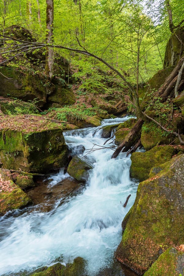 Rapid Water Flow among the Forest. Stock Photo - Image of clear, knoll ...