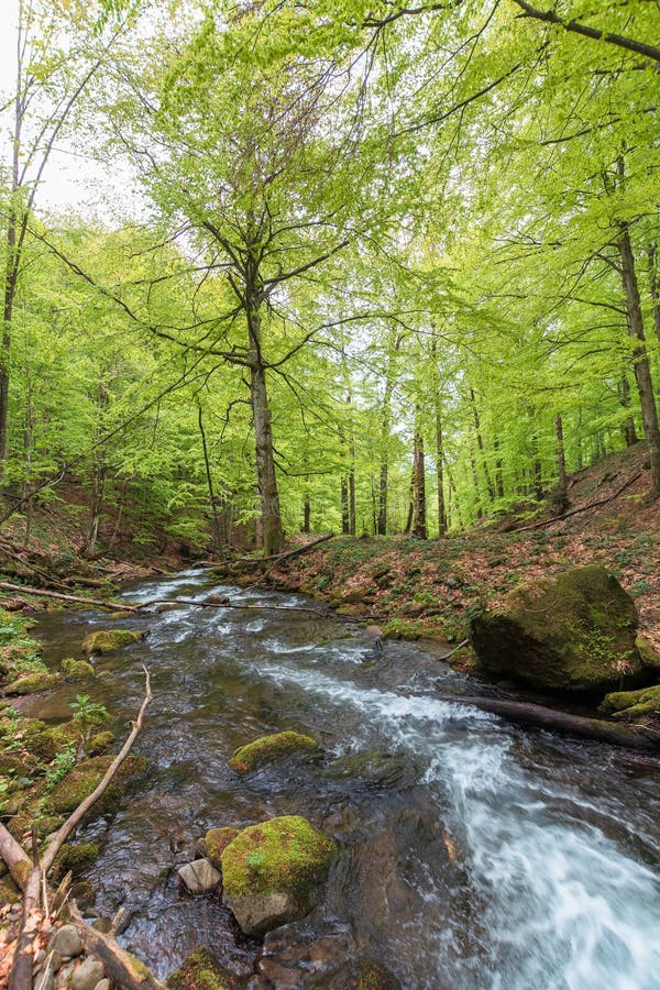 Rapid Water Flow among the Forest. Trees in Fresh Green Foliage Stock ...