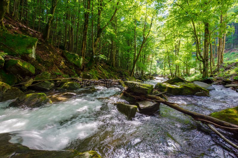 Rapid Water Stream Winding through the Beech Forest Stock Image - Image ...