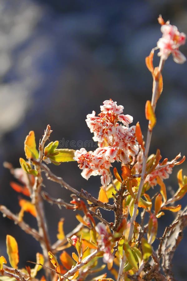 Rapidly Blooming Asian Shrub Haloxylon Stock Image - Image of growth ...