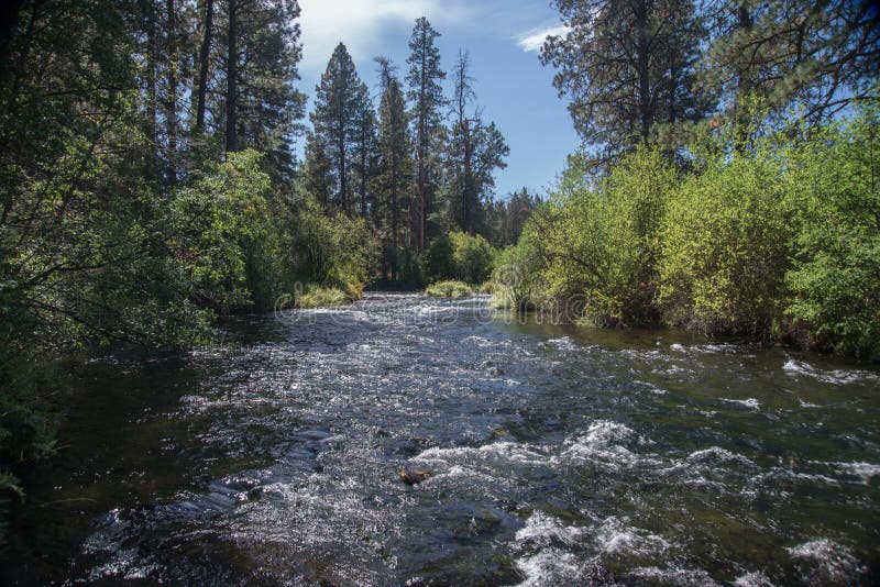 Rapids on a Clear Stream Flowing through a Forest of Pine Trees Stock ...