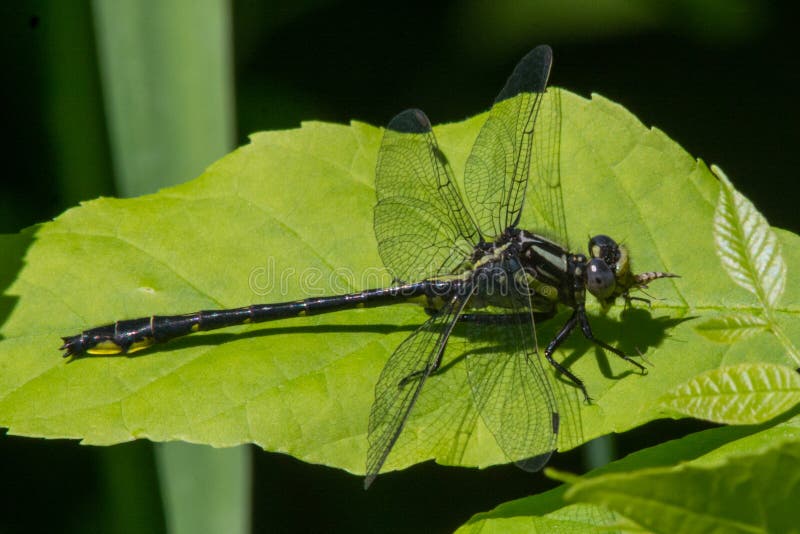 Rapids Clubtail stock image. Image of wing, dragonfly - 45361517