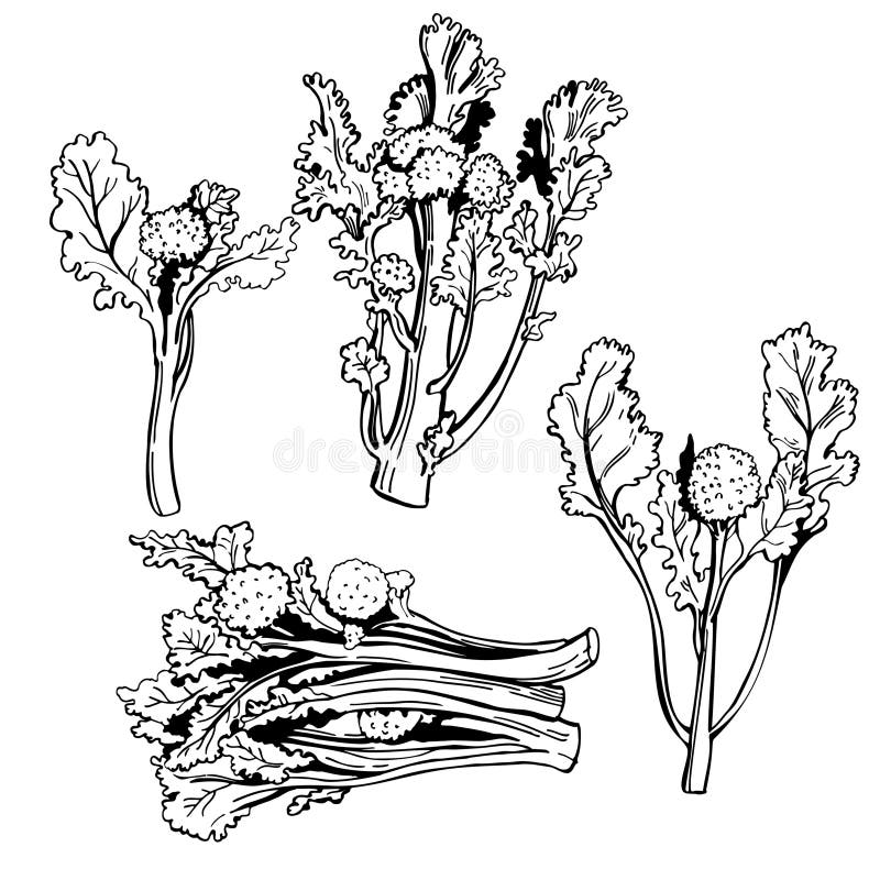 Rapini or Broccoli Rabe. Sketch Illustration Stock Illustration ...