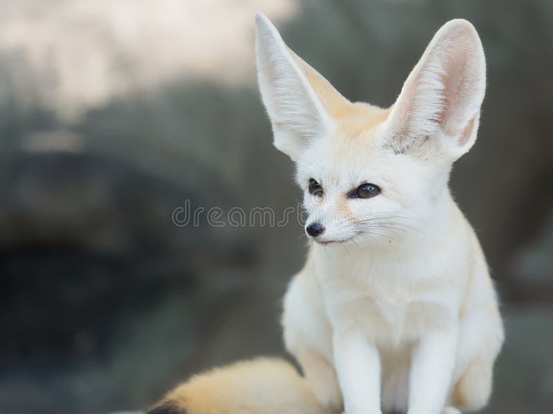 Raposa De Fennec, Raposa Do Deserto, Ou Vulpes Zerda Imagem de Stock ...