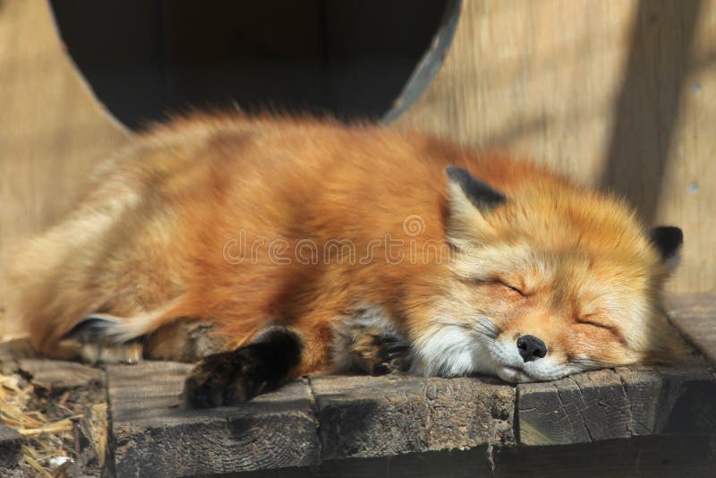Raposa vermelha do bebê. imagem de stock. Imagem de wildlife - 18994545