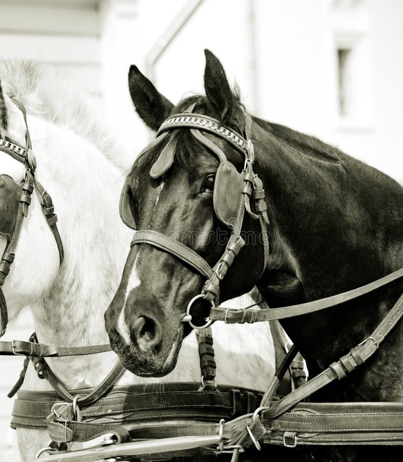 Rappe springt stockbild. Bild von aufbereiter, rabe, bewegen - 33846517