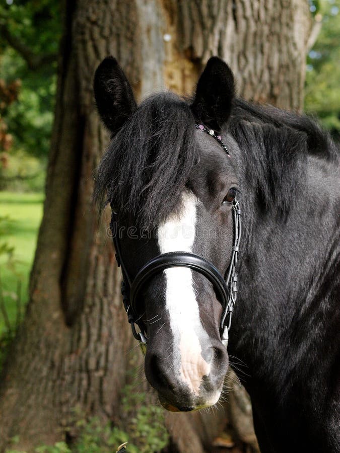 Schwarzes Pferd Headshot stockfoto. Bild von zügel, kopf - 138013692