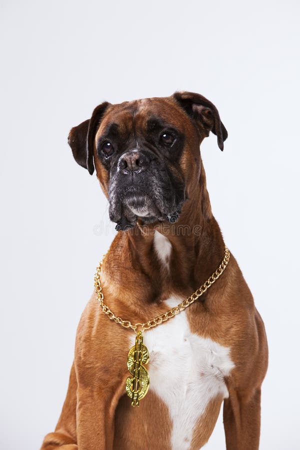 Rapper boxer dog stock photo. Image of dollar, boxer - 66739352