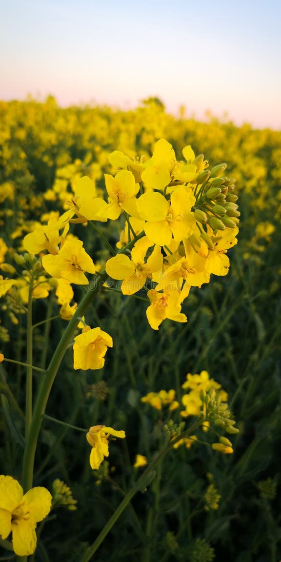 Rapper dapper ding stock image. Image of ding, rapper - 149398181