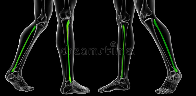 Illustrazione 3d Di Anatomia Di Scheletro Dell'osso Del Perone ...