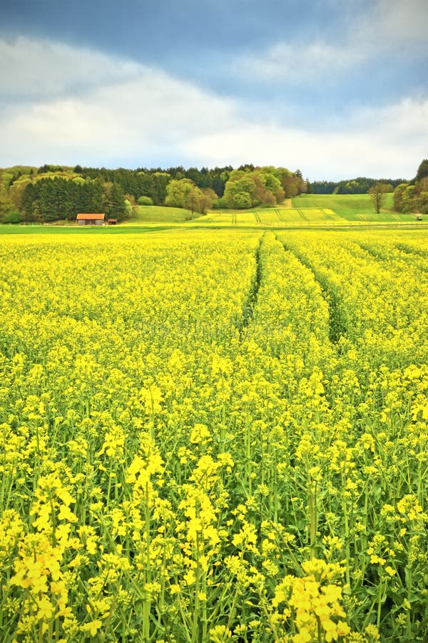 Raps field stock photo. Image of clean, background, natural - 14479356