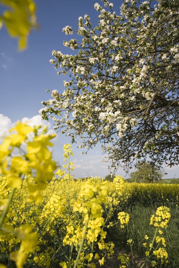 Gelbe Blumen des Raps stockbild. Bild von hand, korn, land - 5194177