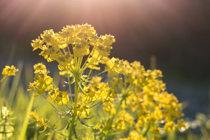 Raps stockbild. Bild von wachsen, getreide, hell, nave - 91504949