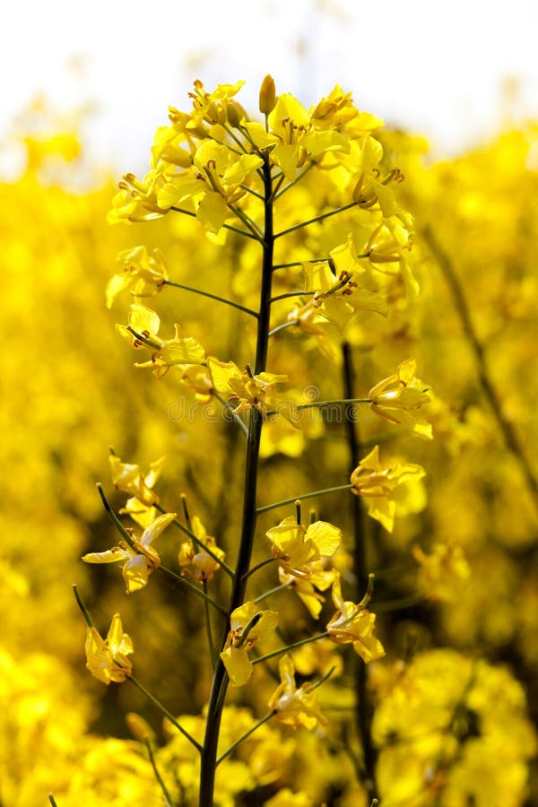Raps, Canola, Biodiesel-Ernte Stockbild - Bild von auto, hell: 121681769