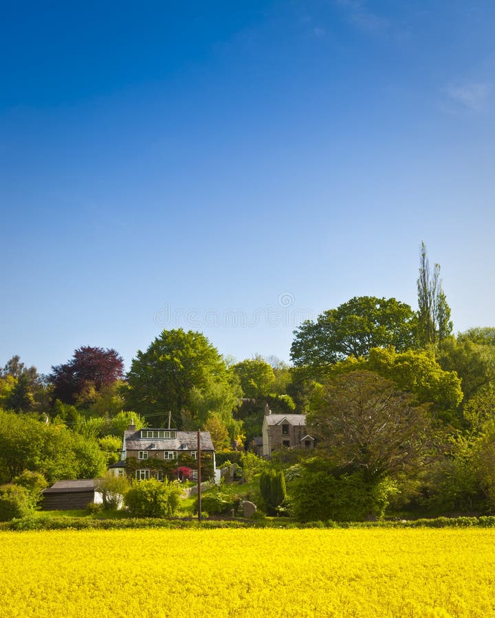Raps, Canola, Biodiesel-Ernte Stockbild - Bild von landwirtschaftlich ...