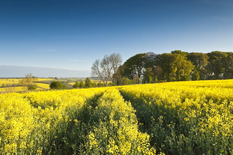 Raps, Canola, Biodiesel-Ernte Stockbild - Bild von blume, gras: 30565871