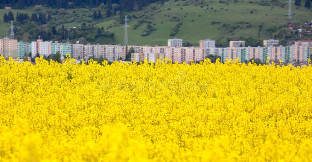 Raps, Canola, Biodiesel-Ernte Stockbild - Bild von ölsaaten, nave: 40656903