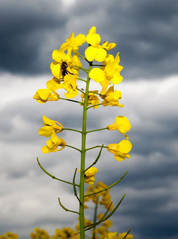 Raps, Canola, Biodiesel-Ernte Stockbild - Bild von gelb, land: 40657535