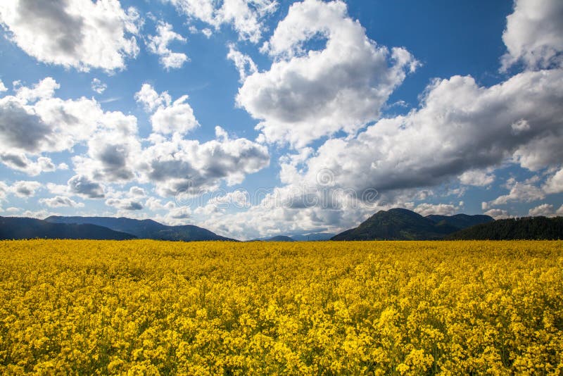 Raps, Canola, Biodiesel-Ernte Stockbild - Bild von cape, betrieb: 40660383