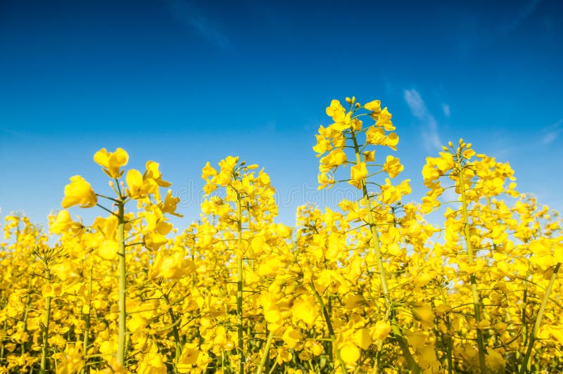 Raps, Canola, Biodiesel-Ernte Stockbild - Bild von bauernhof ...