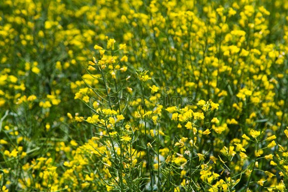 Raps, Canola, Biodiesel-Ernte Stockfoto - Bild von blau ...