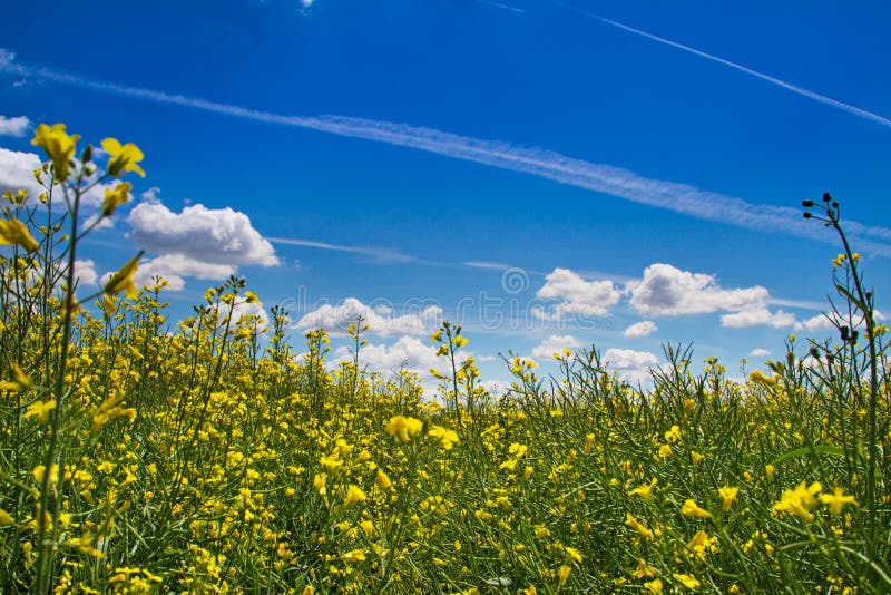 Raps, Canola, Biodiesel-Ernte Stockbild - Bild von raps, bauernhof ...