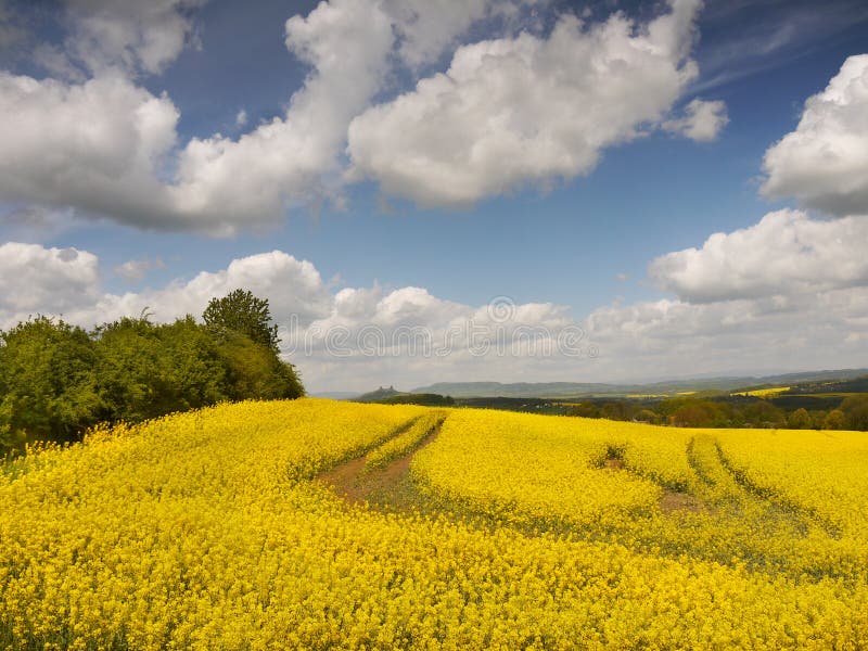 Raps, Canola, Biodiesel-Ernte Stockbild - Bild von blüte, wiese: 54272011