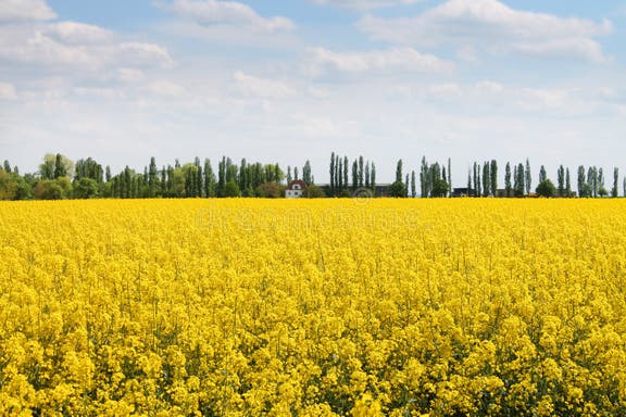 Raps, Canola, Biodiesel-Ernte Stockfoto - Bild von schmieröl, erhaltung ...