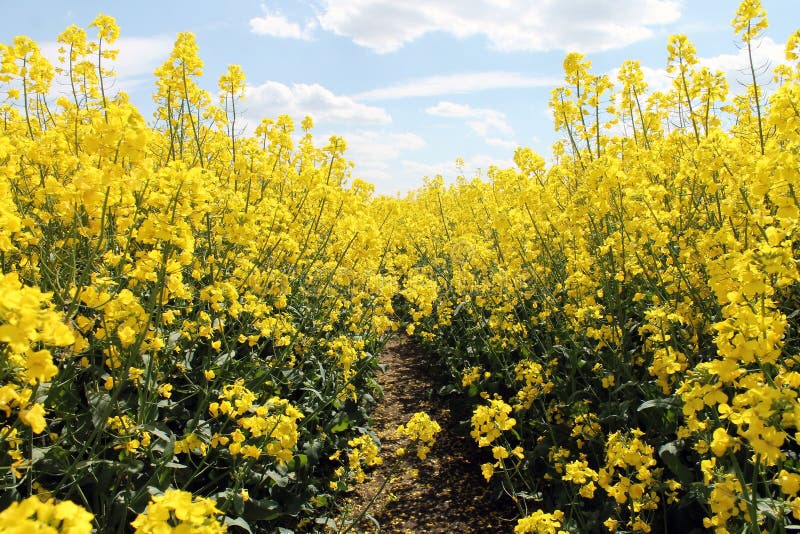 Raps, Canola, Biodiesel-Ernte Stockfoto - Bild von schmieröl, erhaltung ...