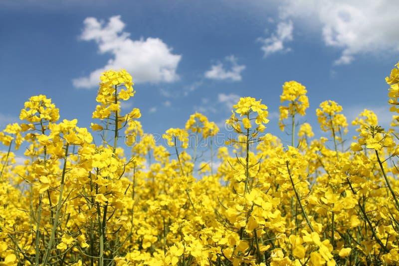 Raps, Canola, Biodiesel-Ernte Stockfoto - Bild von schmieröl, erhaltung ...