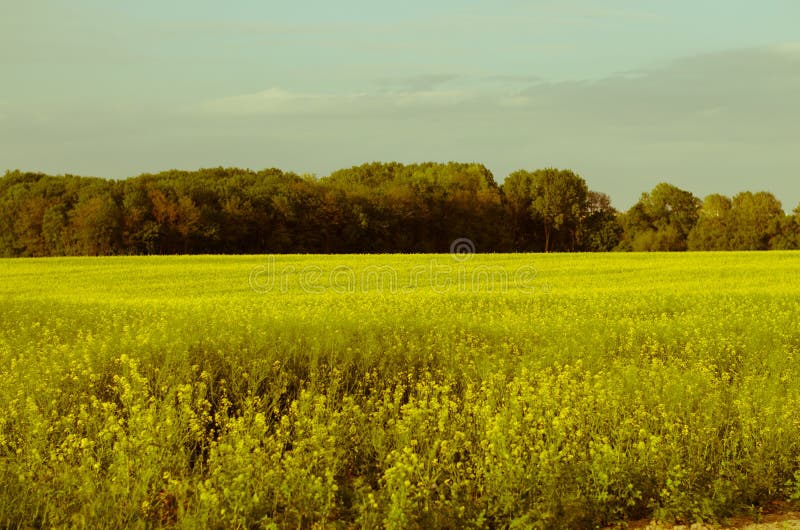 Raps, Canola, Biodiesel-Ernte Stockfoto - Bild von blume, nave: 54599674