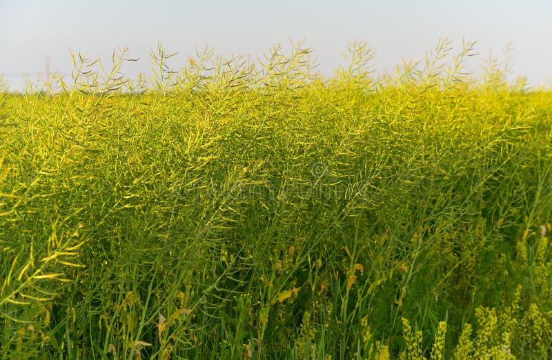 Raps, Canola, Biodiesel-Ernte Stockfoto - Bild von landwirtschaft ...
