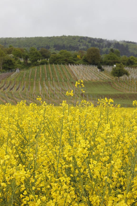 Raps, Canola, Biodiesel-Ernte Stockfoto - Bild von betrieb, landwirt ...